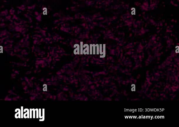 Vibrant Magenta Organic Flowing Motion Graphics Background Loop ...