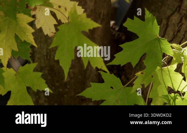 Beautiful pan of green and yellow maple leaves in the sunlight showing ...