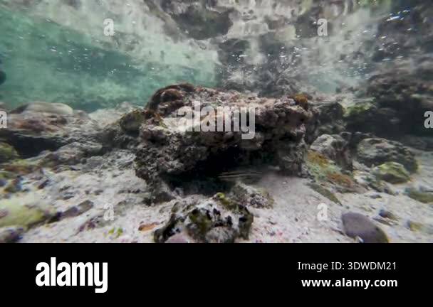 Underwater seascape with coral rocks, sandy seabed, bubbles and small ...