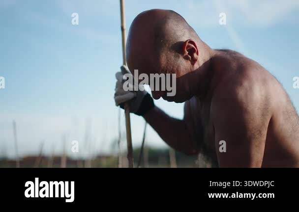 Farmer planting a wooden stake in the ground to support vegetable ...