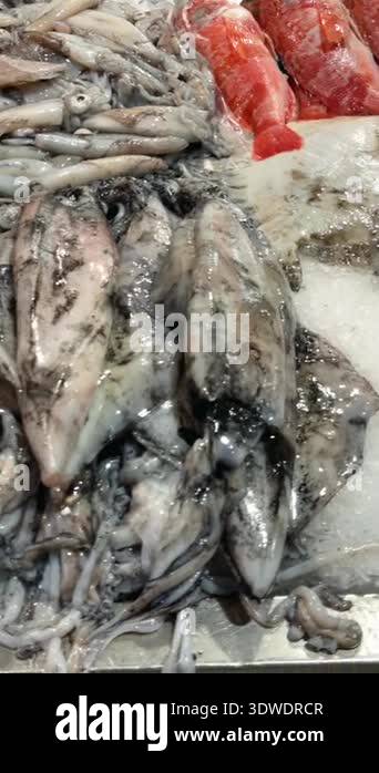Cuttlefish lined on crushed ice, closeup of mottled mantles and ...