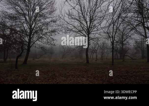 Gloomy Autumn Park in Fog with ASMR Rain Sound Background Stock Video ...