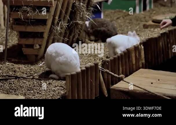 In the tranquil evening hours, rabbits can be seen joyfully playing and ...