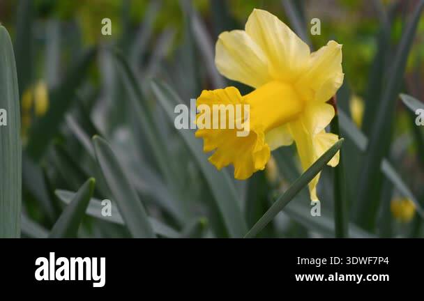 Close-up of daffodil in a garden. Yellow daffodils bloom in the garden ...