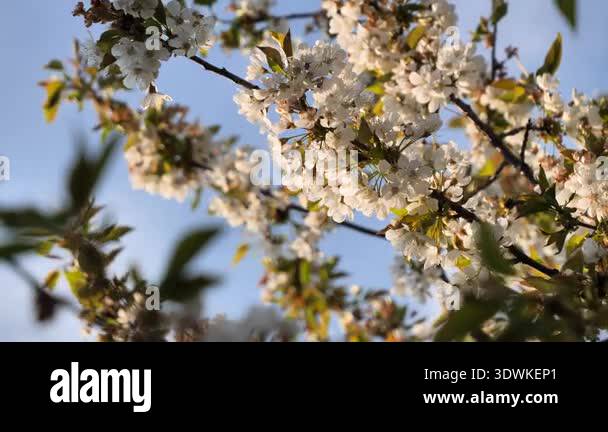 Cherry blossom tree early in the morning in the spring season Stock ...