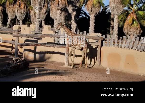 Giraffe in a zoo habitat interacts with wooden fence and palm trees ...