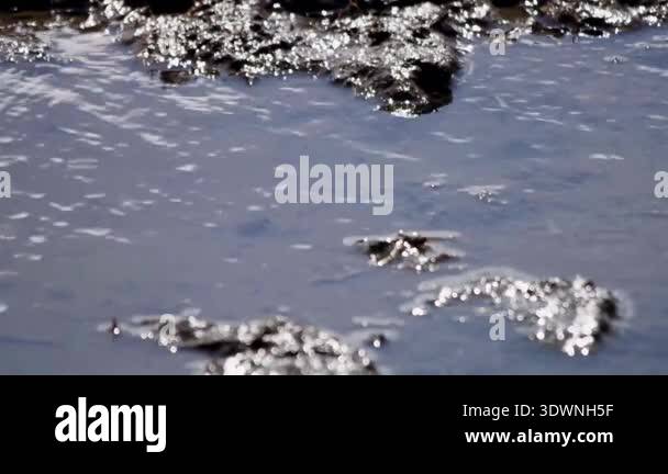 Close up shot of small water strider insects skating across the surface ...