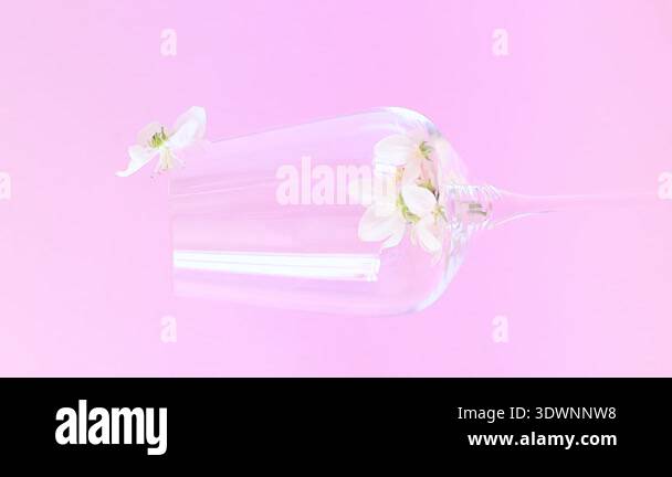 White apple blossoms falling into a crystal wine glass on a soft pink ...
