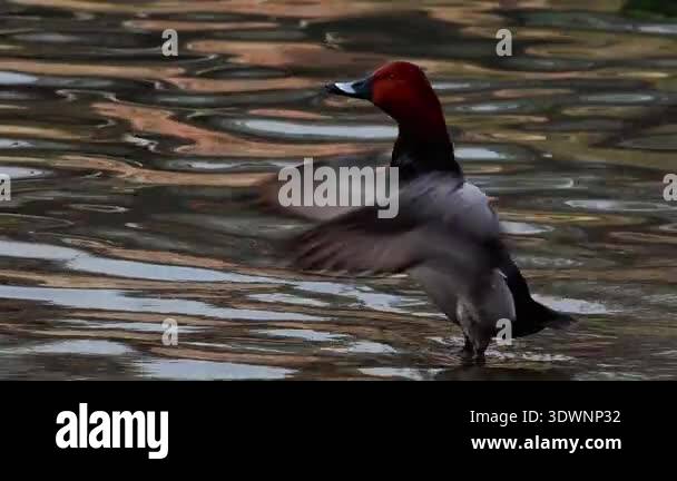 A closeup slowmotion video captures a vulnerable common pochard duck ...