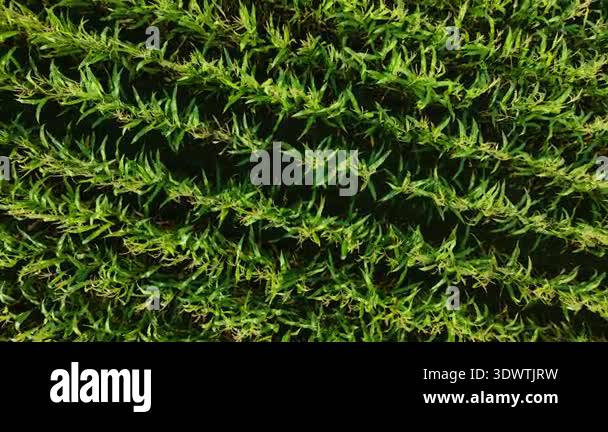 Lush green corn crop plantation field growing in dense rows. Vibrant ...