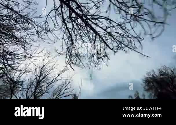 Tree branches swaying in mist with wind sound foggy forest ambient ...