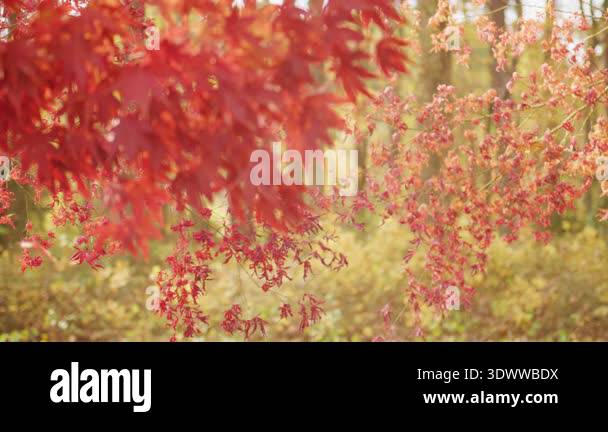 Blurred autumn leaves in motion. Wind moves leaves in forest. Falling ...