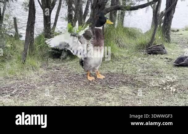 Footage of a Mallard Duck standing and flapping their wings after ...