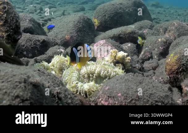 Sun kissed Clownfish gracefully dart amongst their Anemone home in the ...