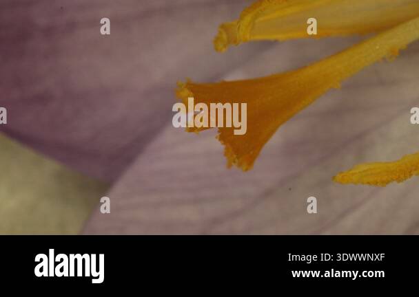 Crocuses on meadow under the microscope with stamens and pollen Stock ...
