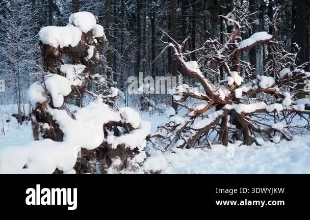 The Sinuous Curves Of The Beautiful, Huge, Uprooted Roots Of Spruce ...