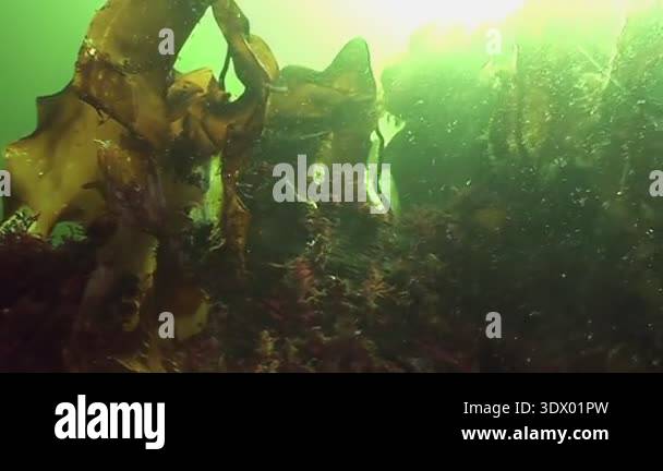 Submerged marine forest explored in the White Sea. Kelp sways gently in ...