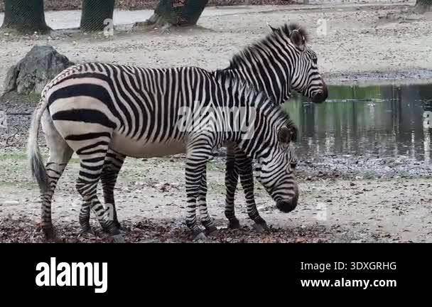 The Hartmann's mountain zebra, Equus zebra hartmannae is a subspecies ...