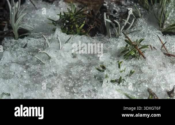 Melting snow time lapse revealing plants early spring thaw, Close-up of ...