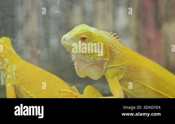 Close-up of two bright yellow lizards mating, detailed skin texture ...