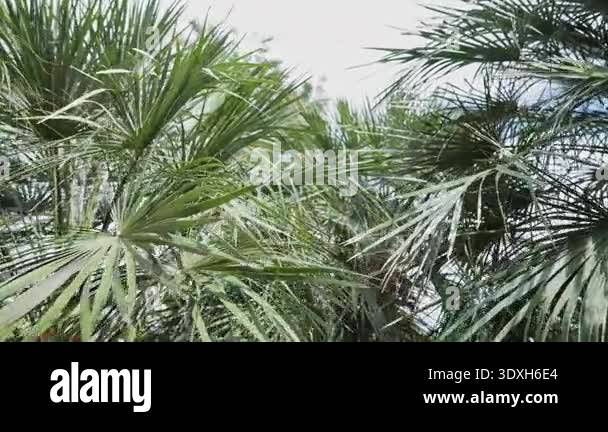 Palm Tree with Fan Leaves and clusters of Ripe Fruits in Tropical ...