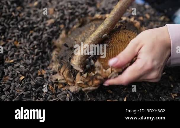 Woman Threshing Sunflower Seeds Hand With Stick, Hitting Dry Flower ...