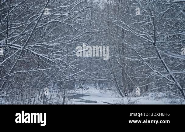 Falling real calm snow in river, forest landscape. Winter, cold weather ...