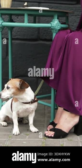 Cute small dog Jack Russell terrier sits at table in a cafe while its ...