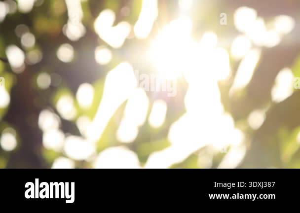 Warm morning sunlight shining through leaves with soft bokeh and lens ...