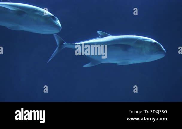 Large marine fish swimming underwater in aquarium, representing ocean ...