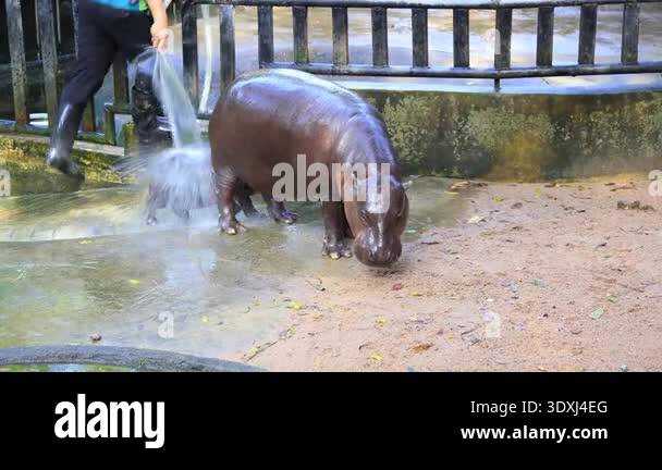 Nearly 3 months old cute baby Pygmy Hippo and her Mommy being showered ...