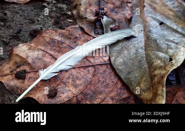 White feather rests gently on textured brown decaying leaves and earthy ...