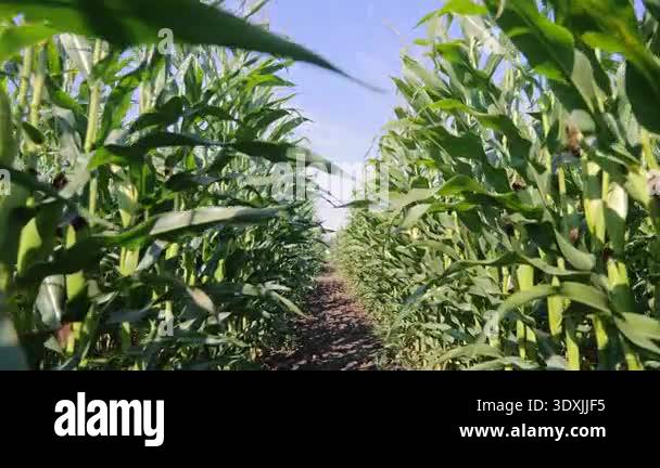 Tall green corn plants growing straight in a wide agricultural farm row ...