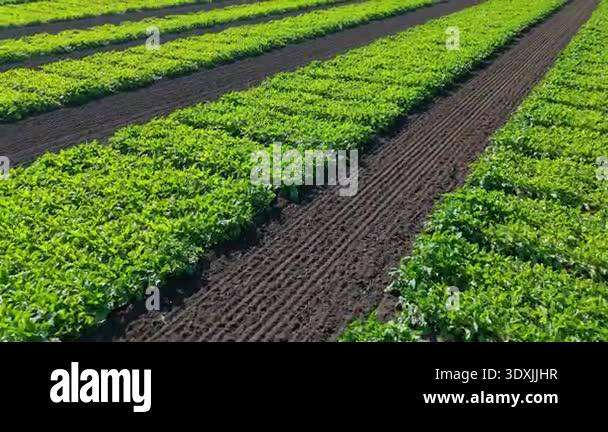 Aerial view of long straight rows of green agricultural crops on farm ...