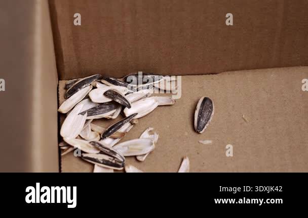 Empty sunflower seed shells in a cardboard box. Food scraps Stock Video ...