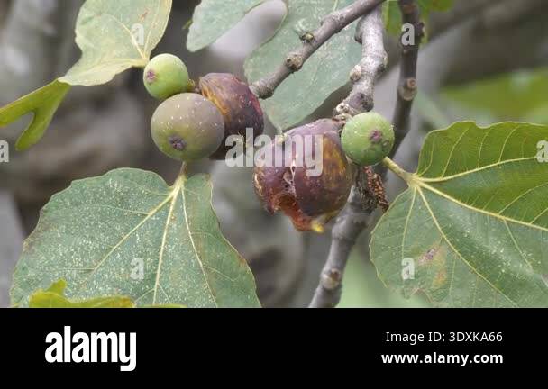Footage of rotting fruit on a fig tree and insects flying around it ...