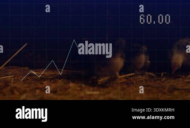 First chick stepping onto bedding causing graph rising and chicks ...