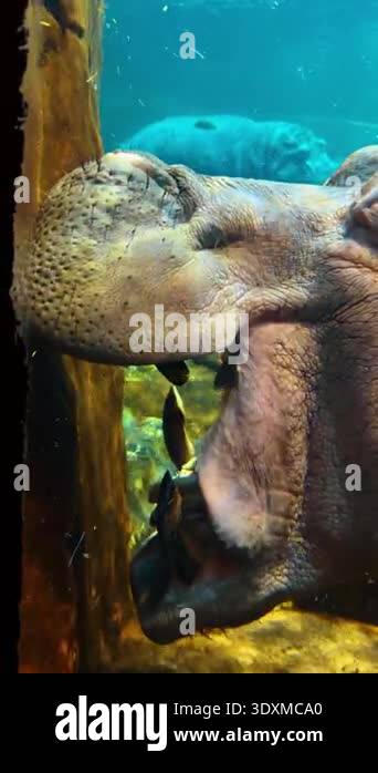 Profile of hippopotamus with open mouth near aquarium glass. Side view ...