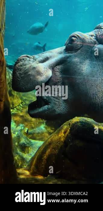 Hippopotamus head profile swimming with fish in aquarium background ...