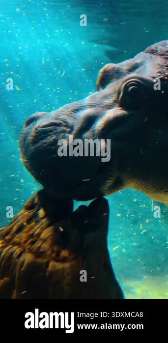 Side profile of hippopotamus head near underwater rock formation ...