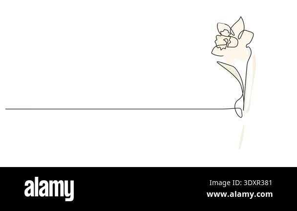 animated continuous line drawing of single yellow daffodil, narcissus ...