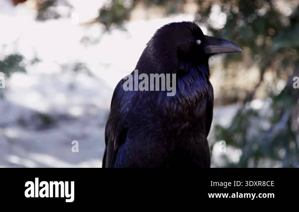 Detailed close up of a black common raven perched on a stone looking ...