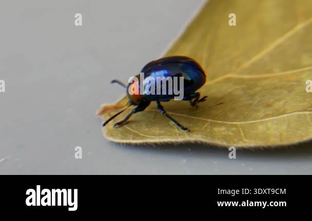 A macro photograph of a leaf beetle, Chrysochus pulcher (blue milkweed ...