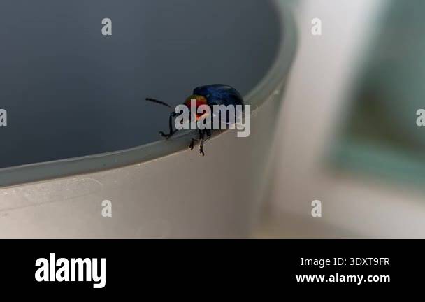 A macro video of the blue milkweed beetle (Chrysochus pulcher) from the ...
