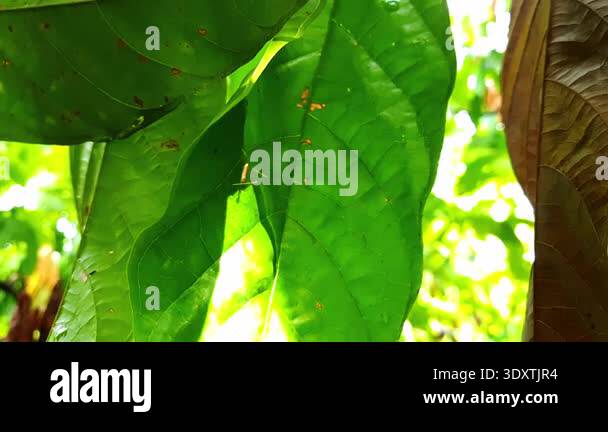 Small stick insect moves subtly, expertly camouflaged on a vibrant ...