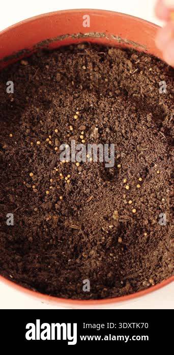 Hand is sowing mustard seeds in a pot with soil. Vertical video Stock ...