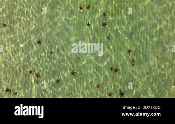 Aerial view of multiple starfish in crystal-clear shallow tropical ...
