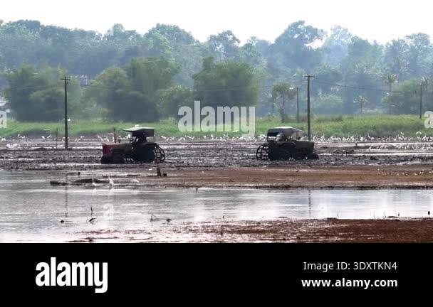 Plowing a wet paddy field with tractors. Farming in rural Kerala, India ...