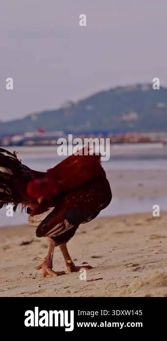 Vertical video. Roosters Walking Along Sandy Tropical Beach With ...