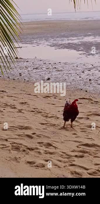 Vertical video. Chickens Foraging On Sandy Tropical Beach Near Palm ...